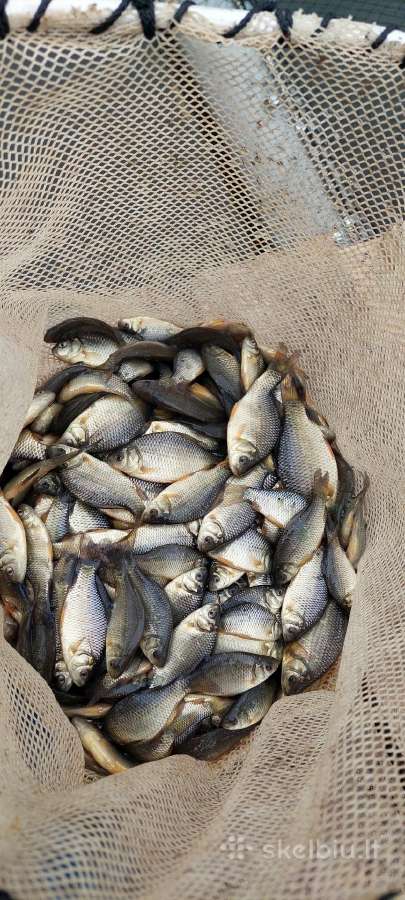 Karpio ir karoso hibridas - Skelbiu.lt