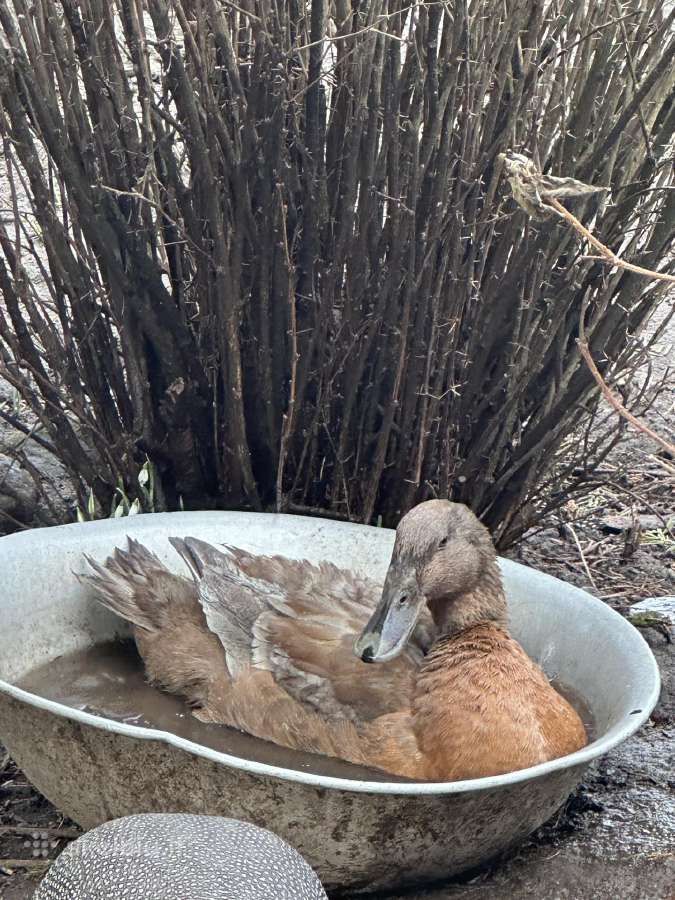 Antys Indijos bėgikės porelė - Skelbiu.lt