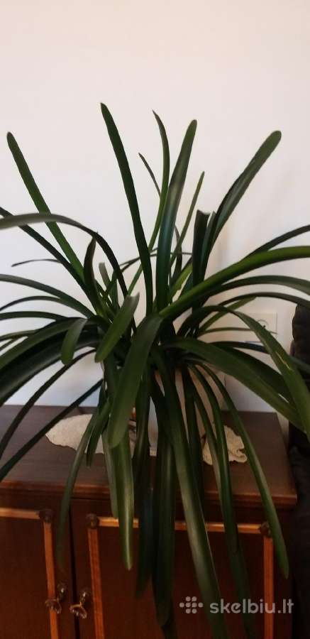 Gėlė Klivija - Skelbiu.lt