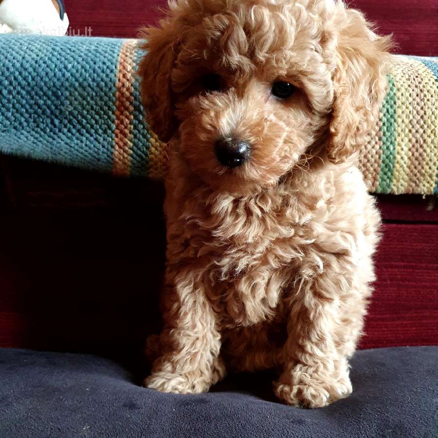 Mini nykštukiniai pudeliukai-gali Išvykti - Skelbiu.lt