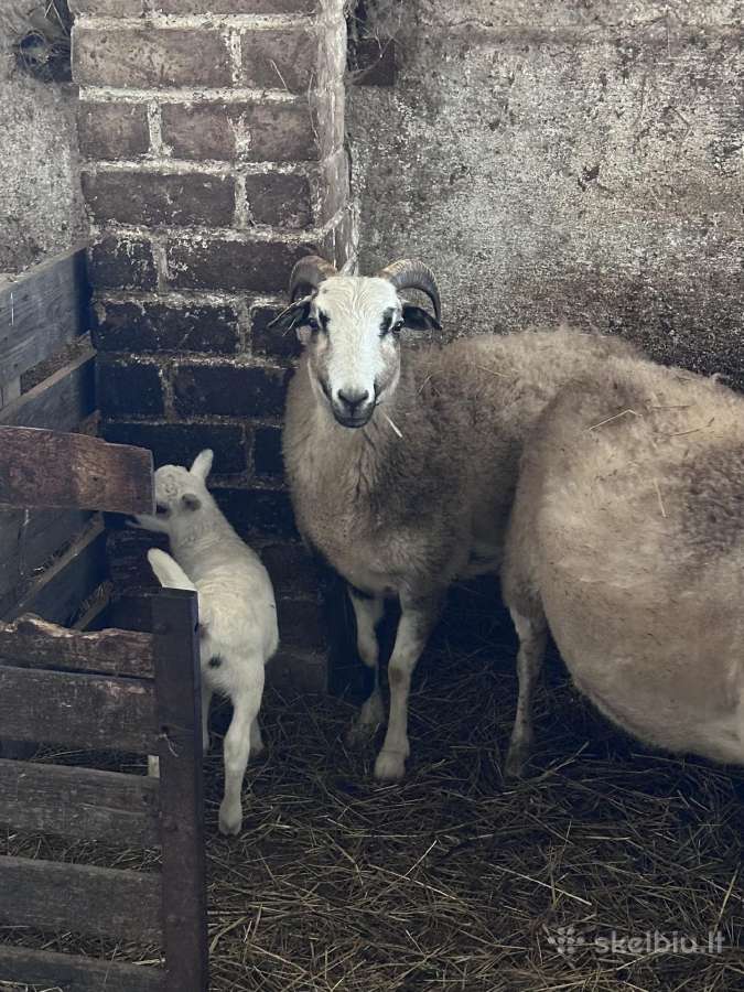 Parduodama avytė su eriuku - Skelbiu.lt