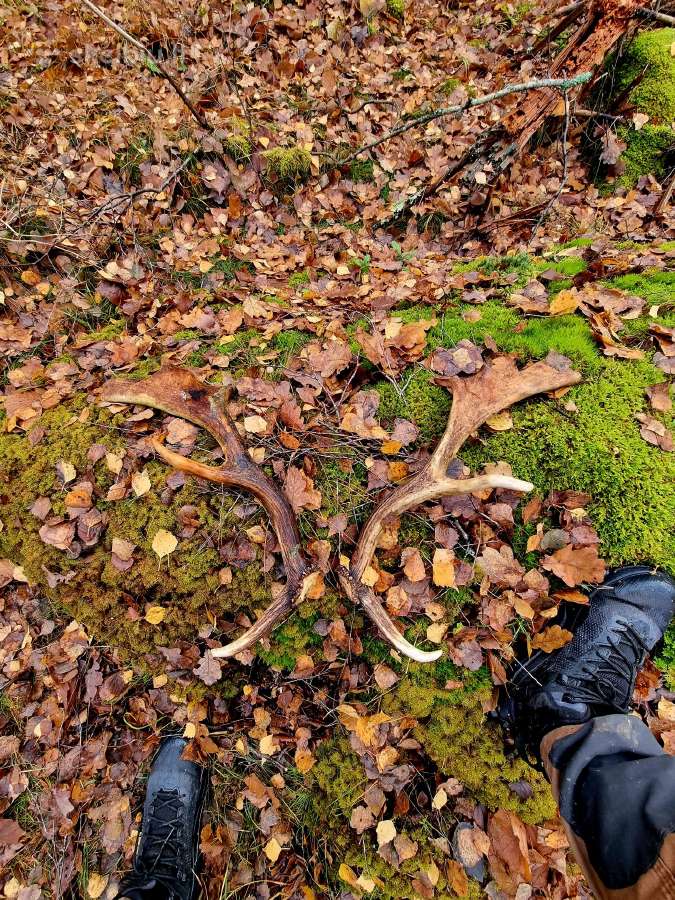 Briedzio ragai - Skelbiu.lt