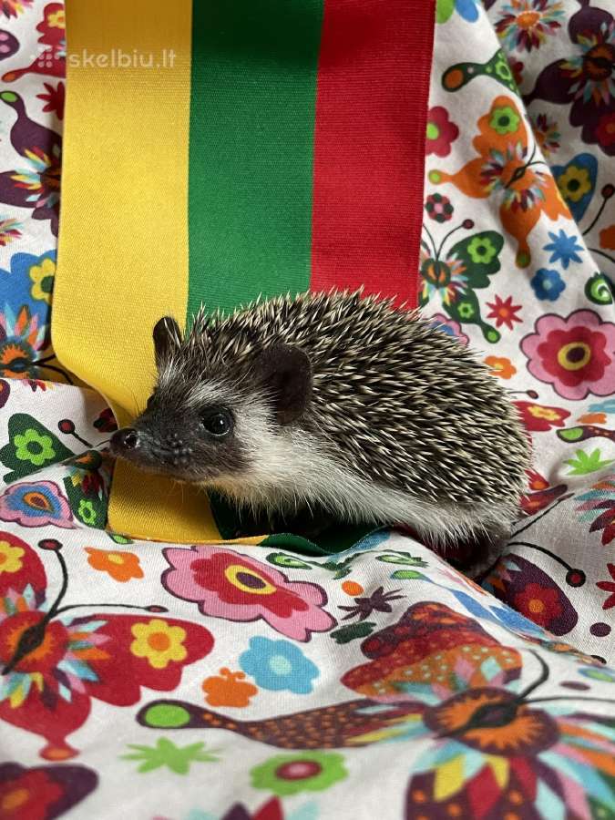 Afrikos keturpirštis ežiukas - Skelbiu.lt