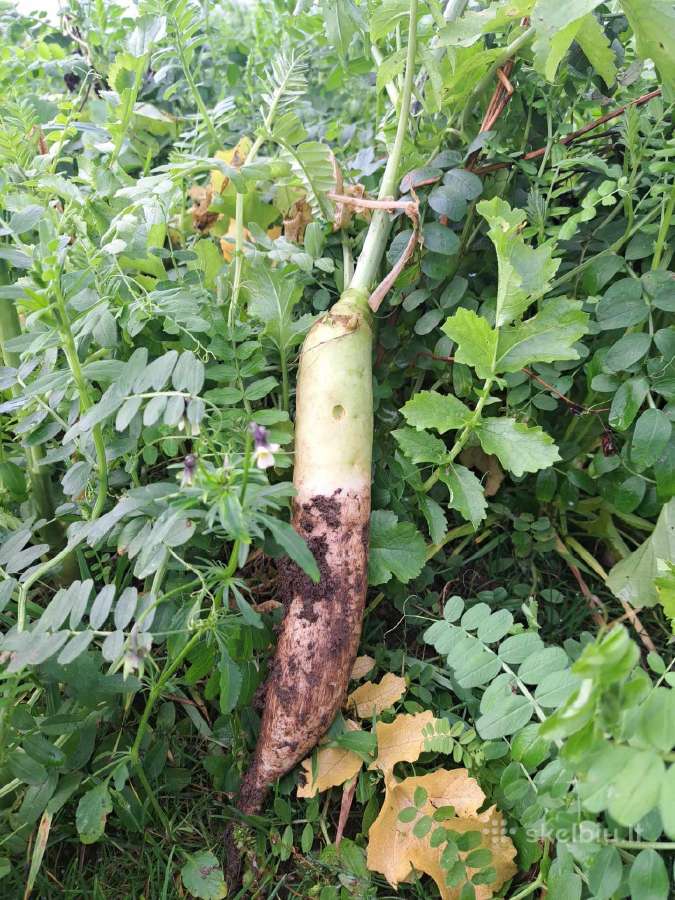 Šakninis ridikas / Žirniai - Skelbiu.lt