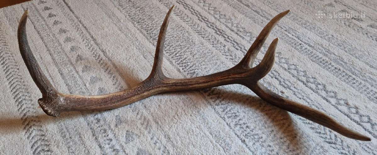 Elnio ragai - Skelbiu.lt