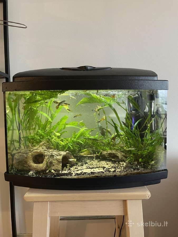 60l akvariumas su viskuo - Skelbiu.lt