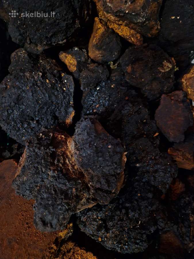 Beržo grybas - čaga - Skelbiu.lt