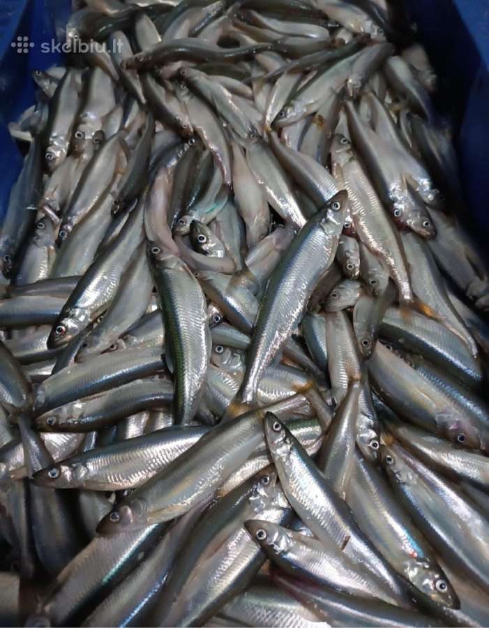 Šviežia stinta - Skelbiu.lt