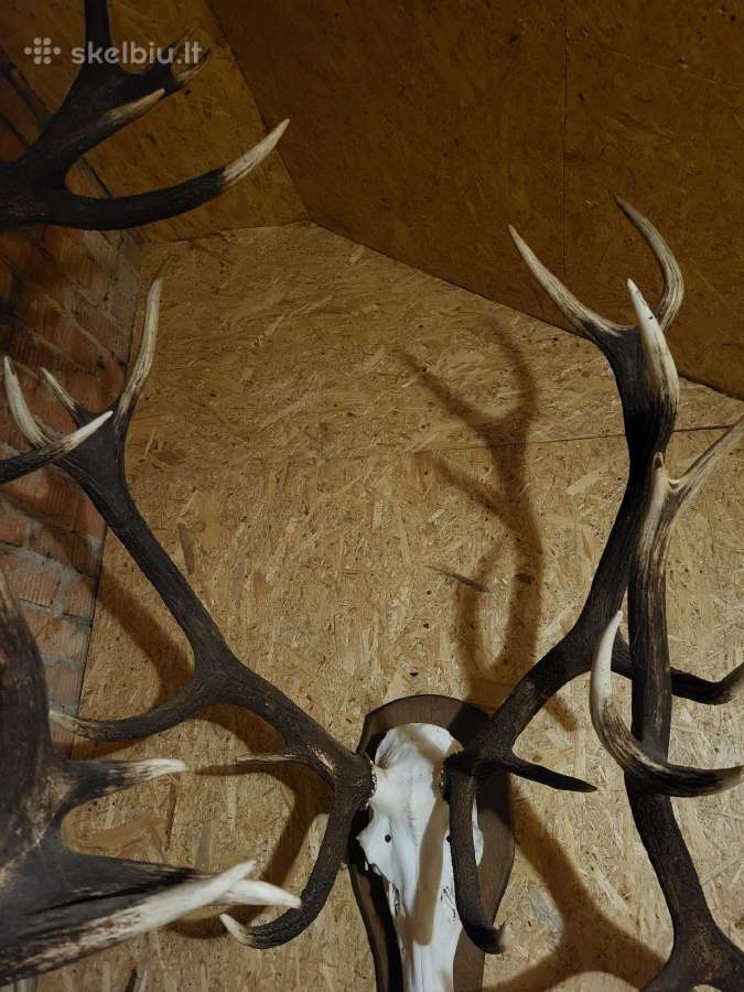 Elnio ragai - Skelbiu.lt