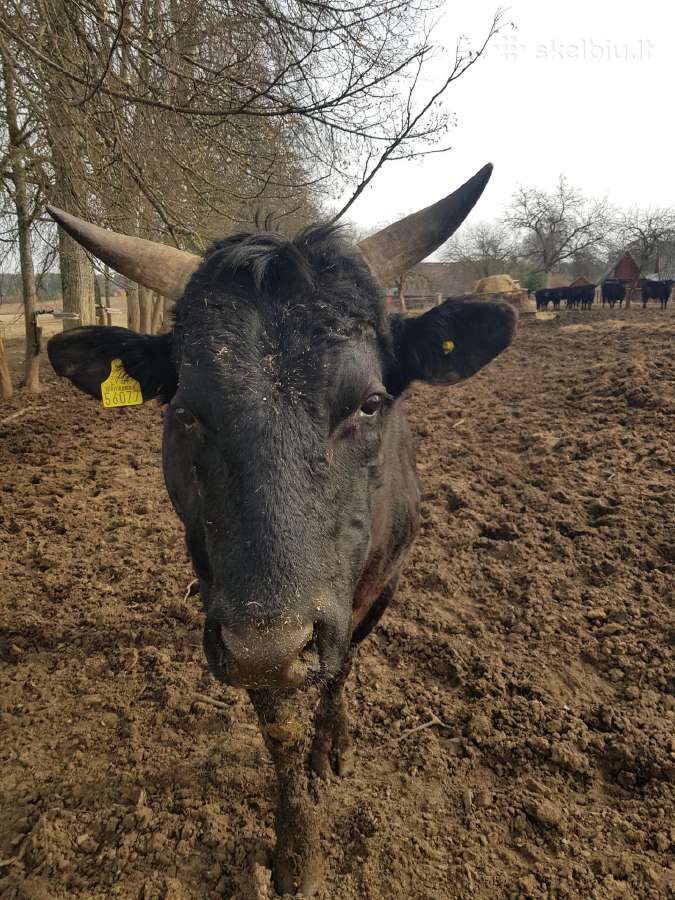 Parduodamas Wagyu veislės bulius-reproduktorius - Skelbiu.lt