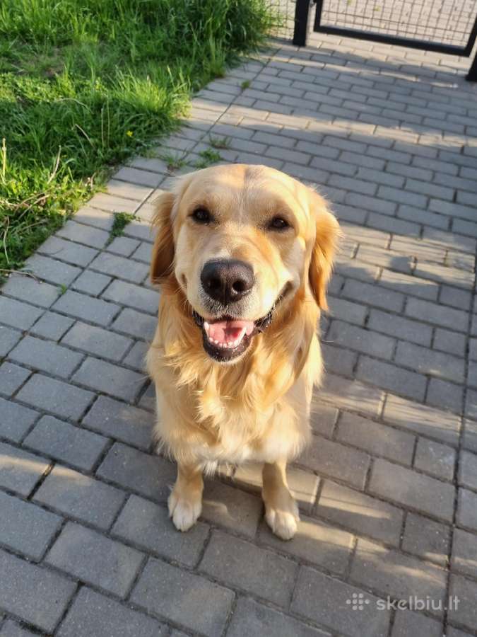 Auksaspalvis retriveris ieško panelės. - Skelbiu.lt