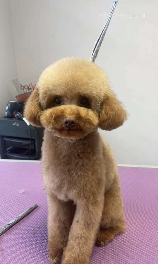 Toy pudelis pasimatymams - Skelbiu.lt