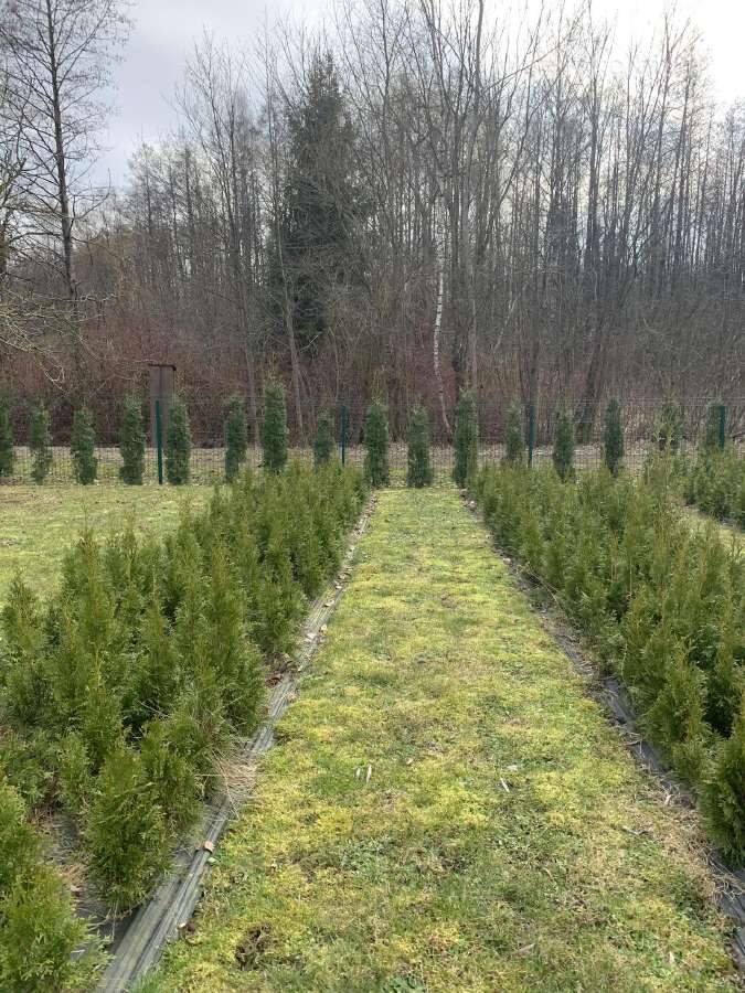 Tujos Smaragd Premium - Skelbiu.lt