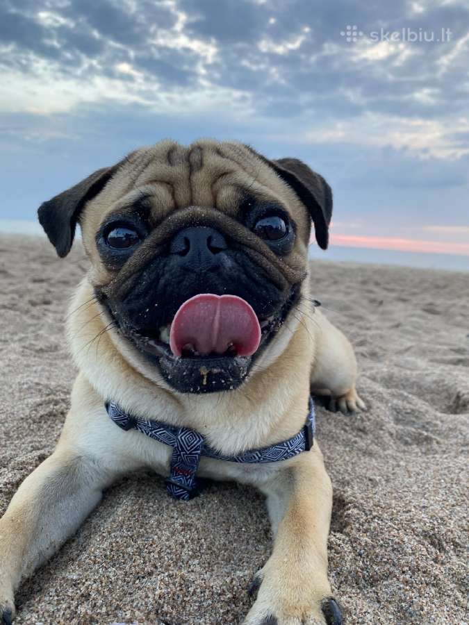 Mopsas kergimui - Skelbiu.lt
