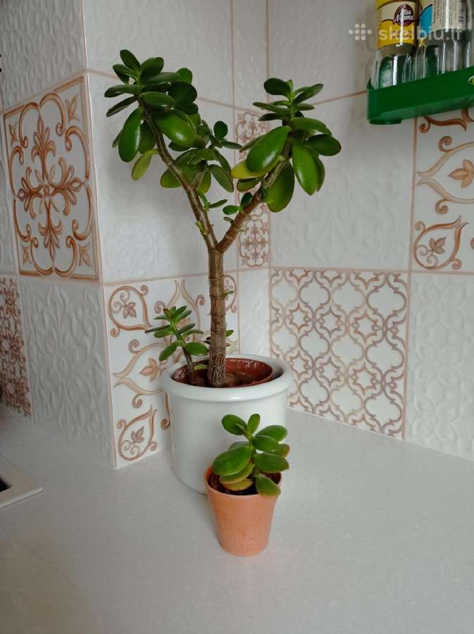 Storalapis, Laimės - pinigu medis - Skelbiu.lt