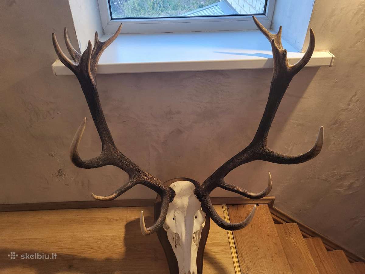 Elnio ragai - Skelbiu.lt