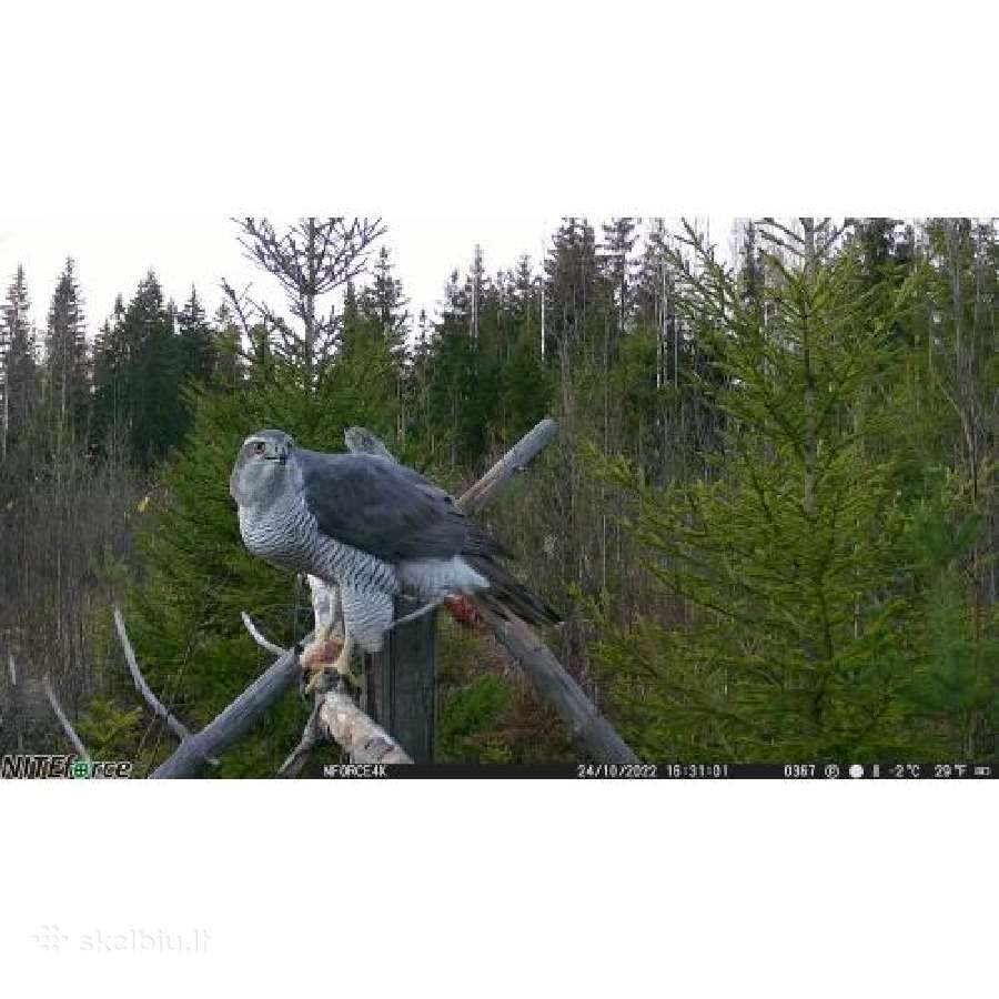Medžioklinės, gamtos stebėjimo kameros - Skelbiu.lt