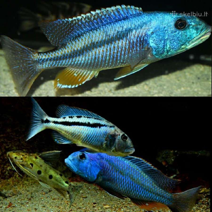 Nauja akvariumo žuvų siunta Kaune ir Vilniuje - Skelbiu.lt