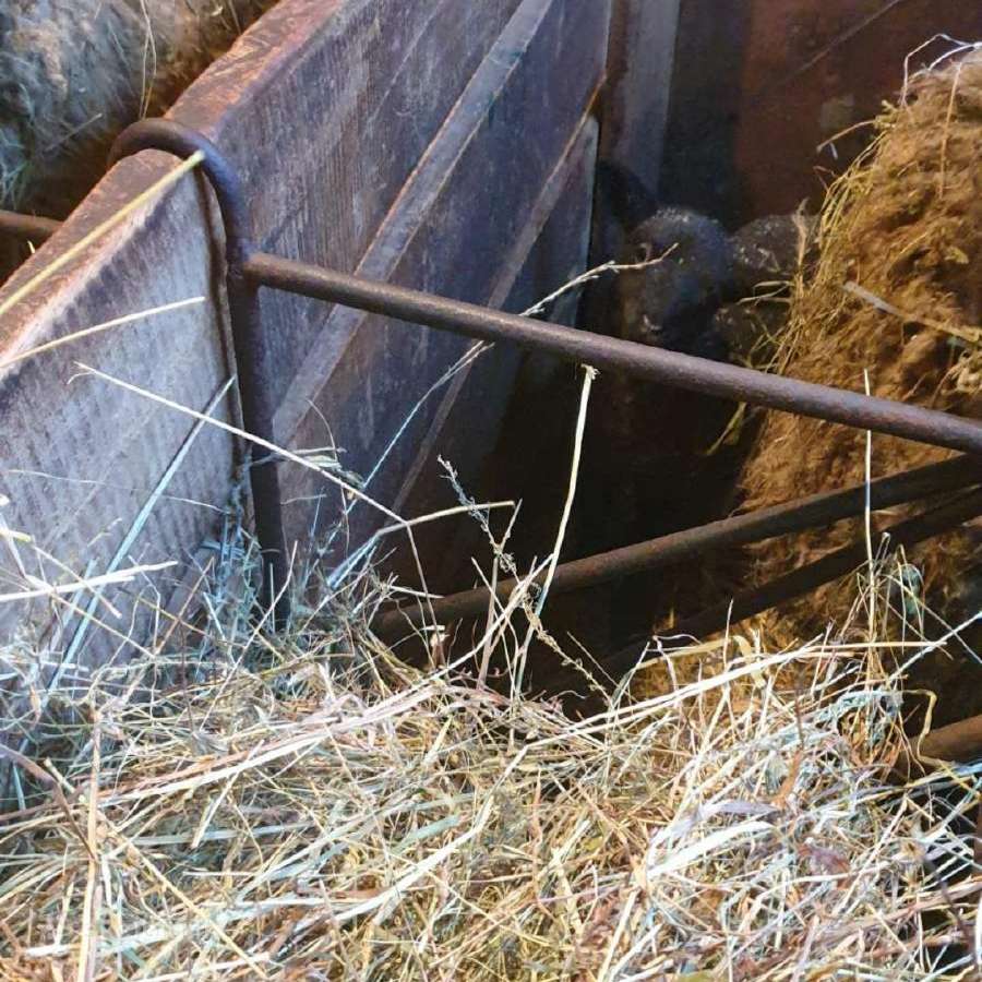 Parduodami avinukai ir avytė - Skelbiu.lt