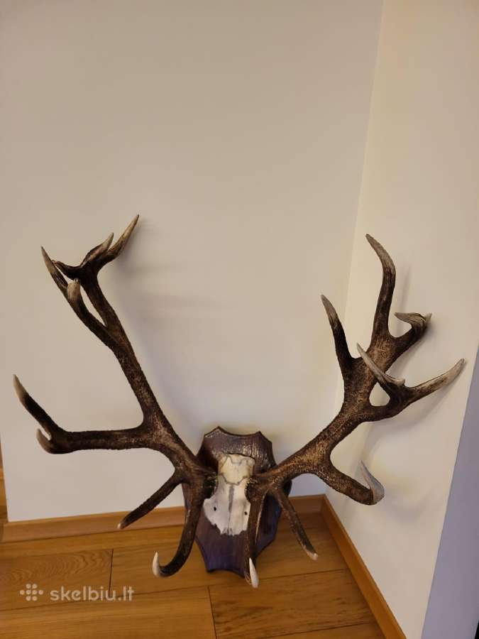 Elnio ragai - Skelbiu.lt