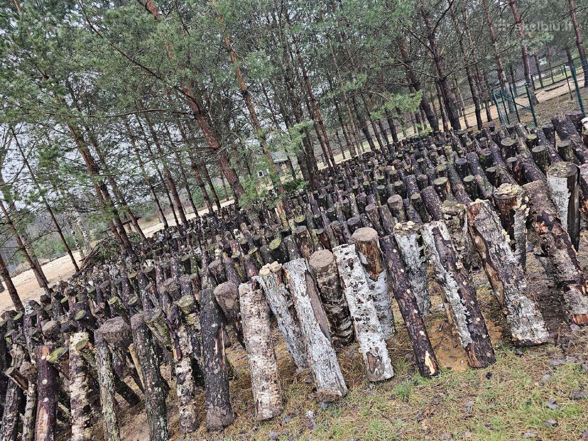 Šitake (Shiitake) grybai - Skelbiu.lt