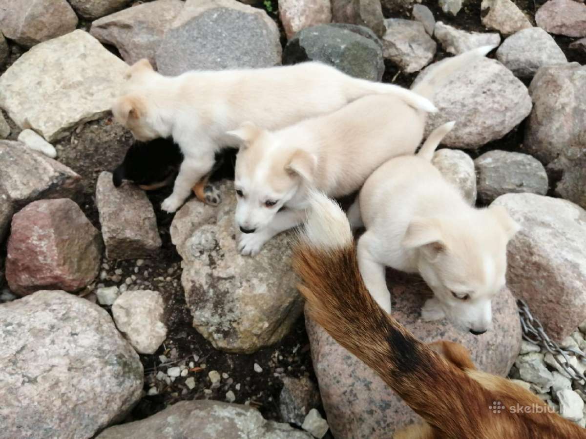 Dovanojami nedideli Haskio mišrūnai - Skelbiu.lt