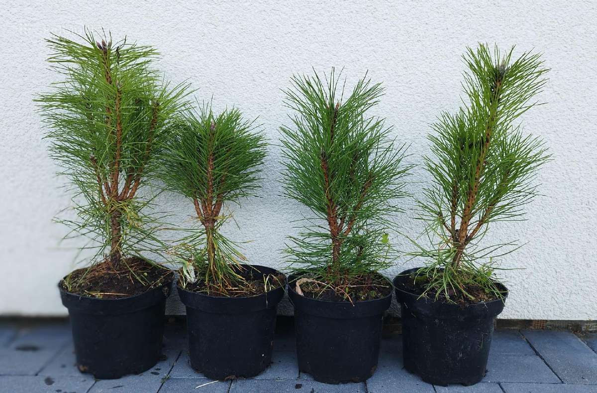 Juodoji pušis (Pinus nigra Pyramidalis) 2l 20-40cm - Skelbiu.lt