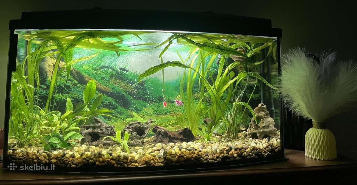 Akvariumas - Skelbiu.lt