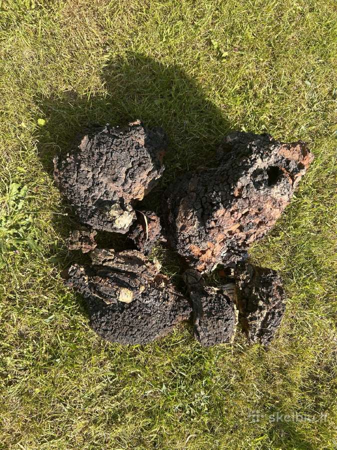 Juodasis beržo grybas - Skelbiu.lt