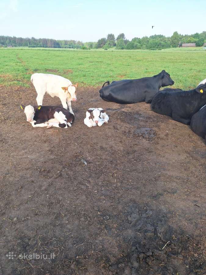 X mėsinis versiukas - Skelbiu.lt