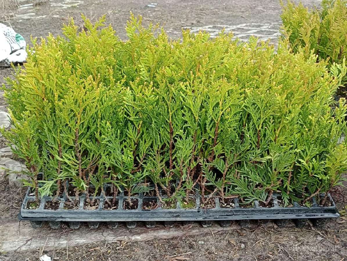 Tujos brabant gold 2 metai - Skelbiu.lt