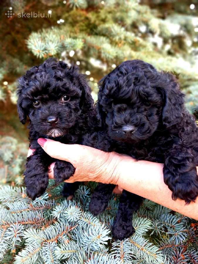 Toy pudeliai - Skelbiu.lt