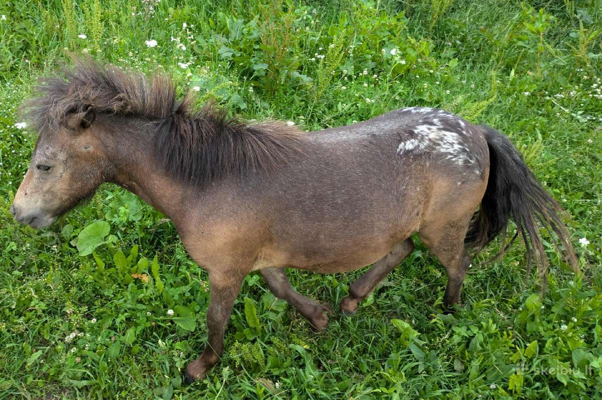 Ponis - Skelbiu.lt
