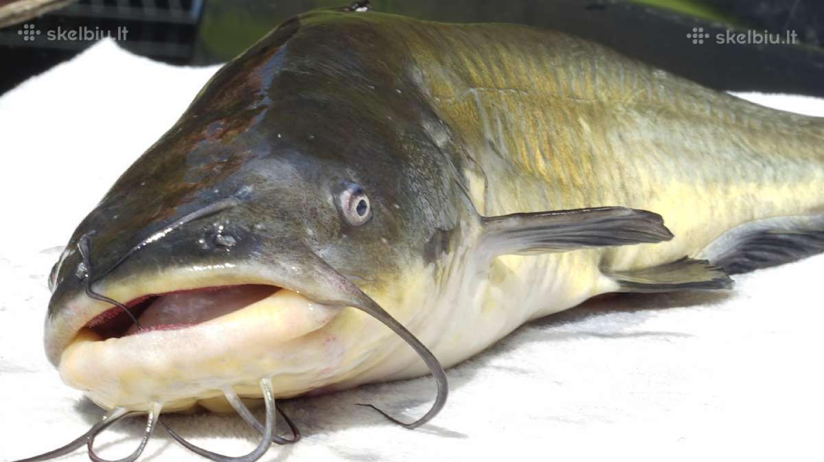 Kanados Šamai šamuku mailius žuvys įžuvinimui - Skelbiu.lt