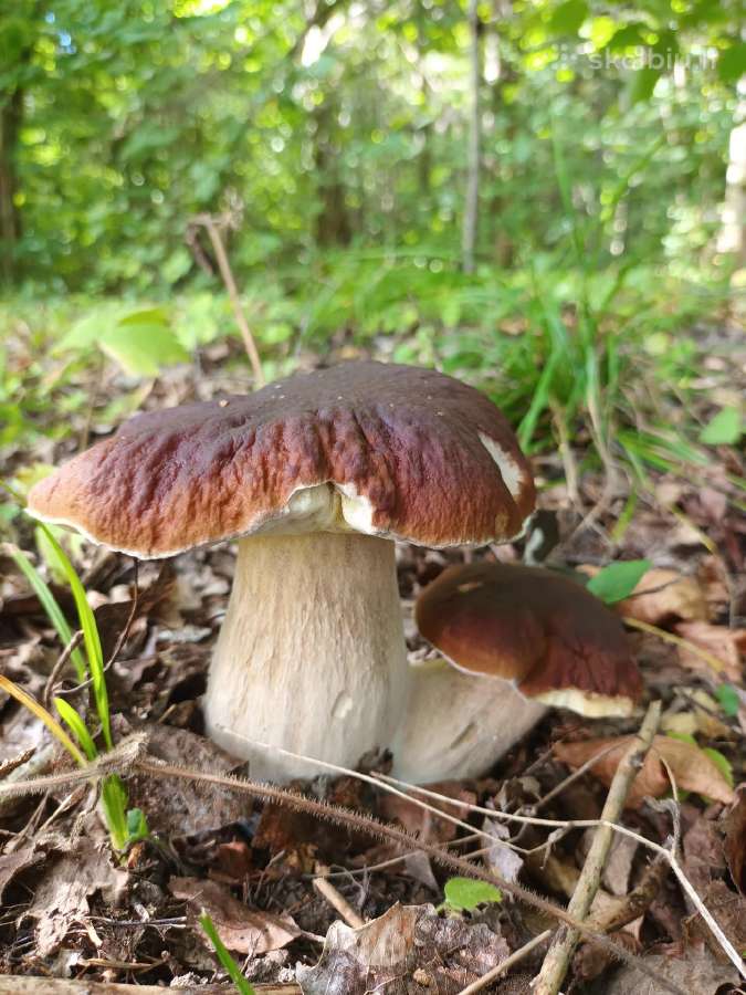 Džiovinti baravykai - Skelbiu.lt