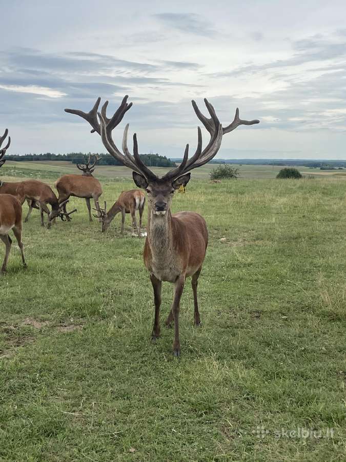 Taurusis elnias - Skelbiu.lt
