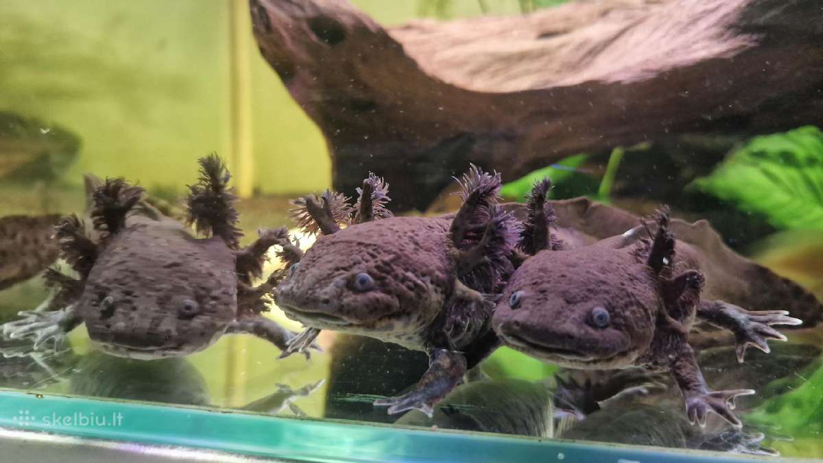 Aksolotlis - Skelbiu.lt