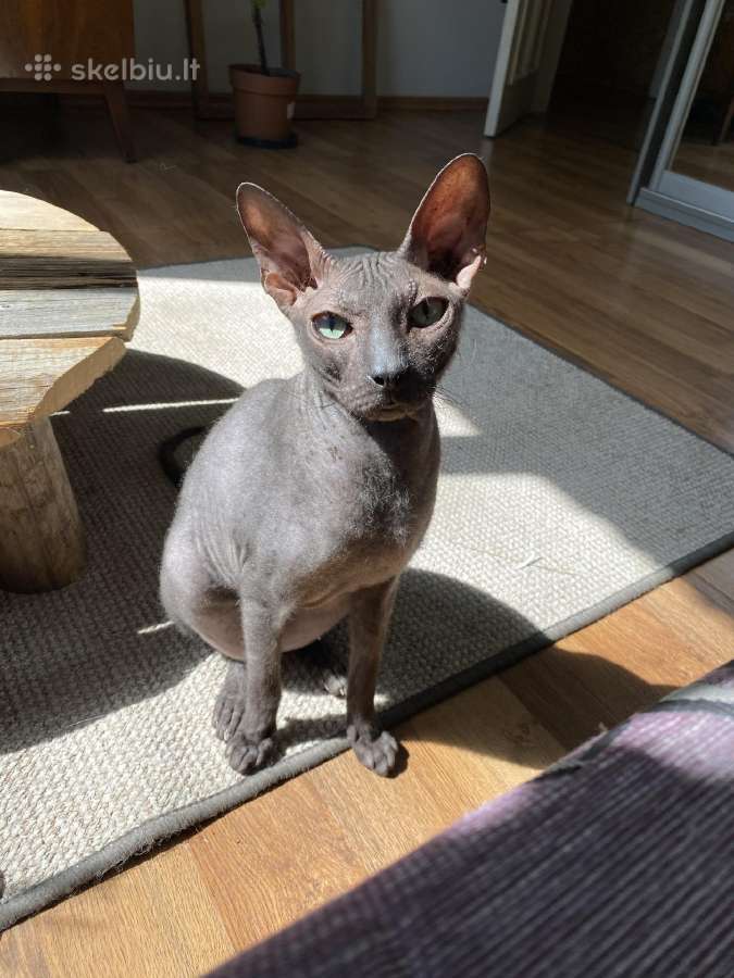 Dovanojamas sfinksas - Skelbiu.lt