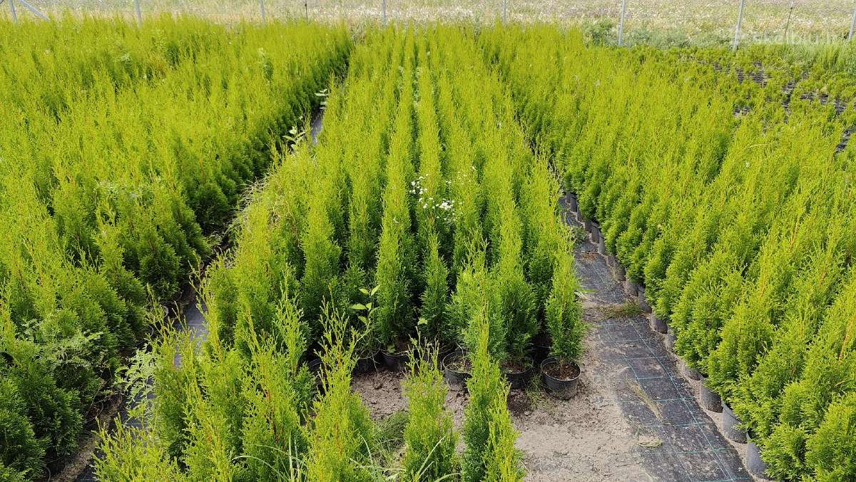 Smaragdinės tujos (thuja occidentalis Smaragd) - Skelbiu.lt