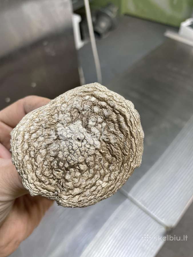 Panterines Musmires - Skelbiu.lt