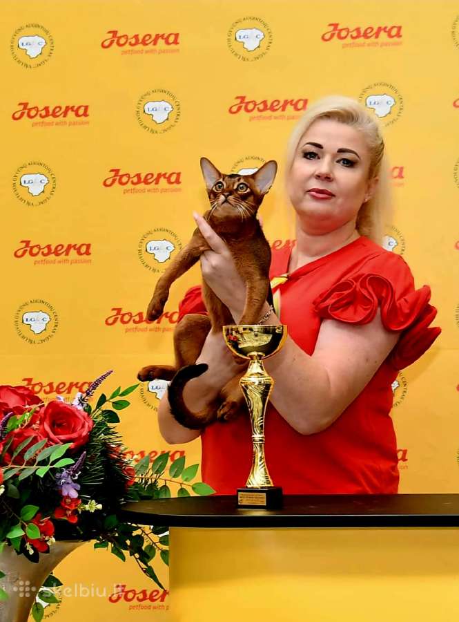 Kilmingas abisinijos katinėlis - Skelbiu.lt
