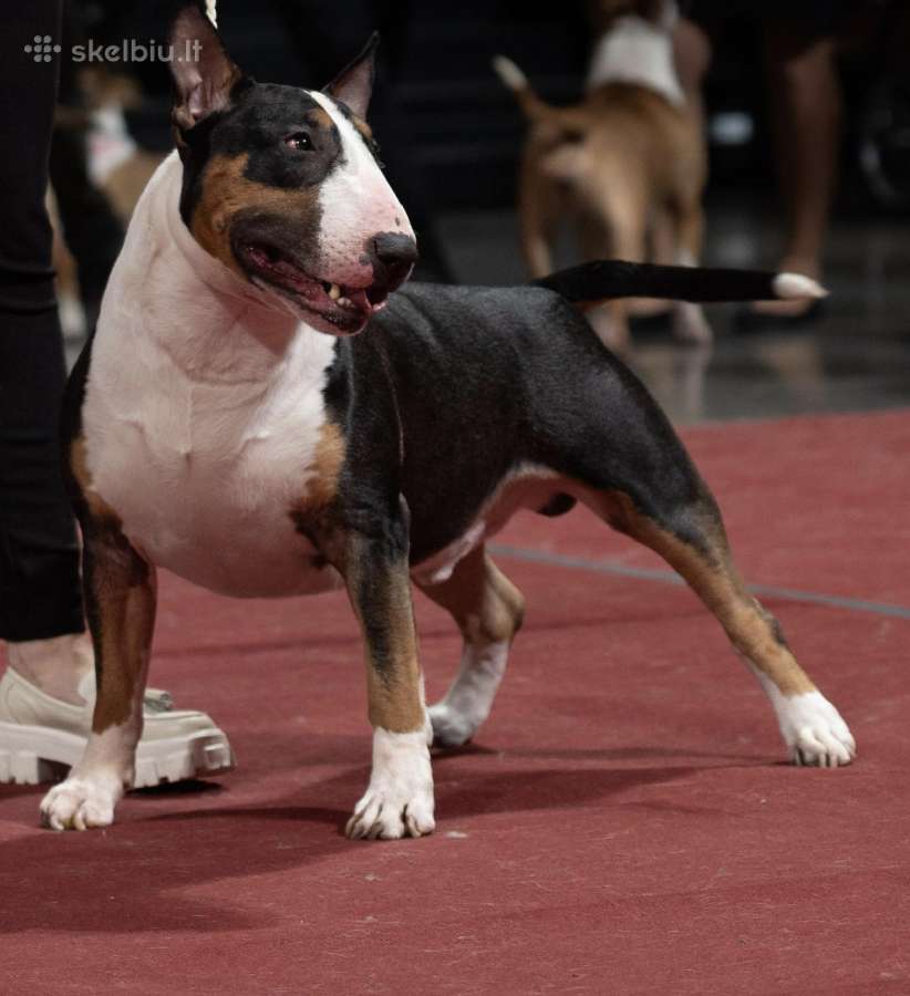 Kilmingas bulterjeras kergimui - Skelbiu.lt