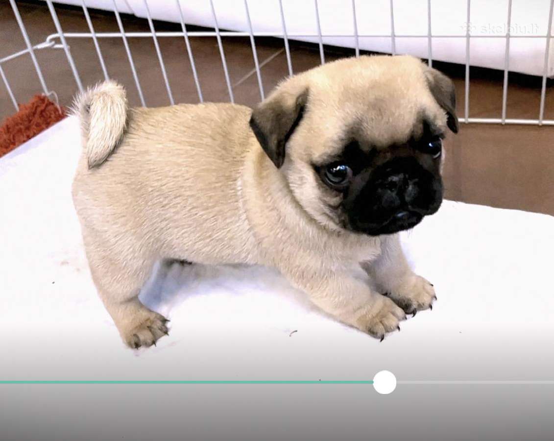 Mopsai šuniukai - Skelbiu.lt