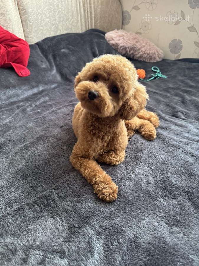 Toy pudeliukas kergimui - Skelbiu.lt