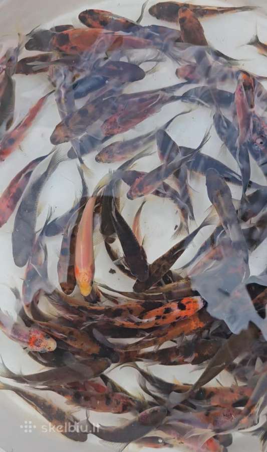 Dekoratyviniai karosai - Skelbiu.lt