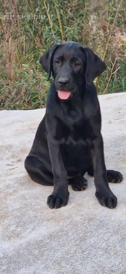 Labradoras - Skelbiu.lt