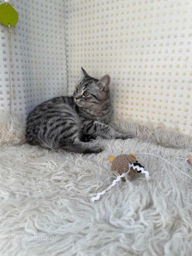 Kilmingas taskuotas berniukas - Skelbiu.lt