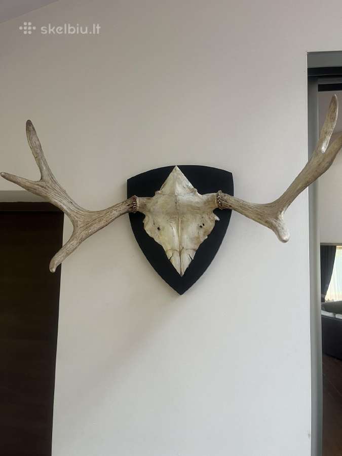 Briedžio ragai - Skelbiu.lt