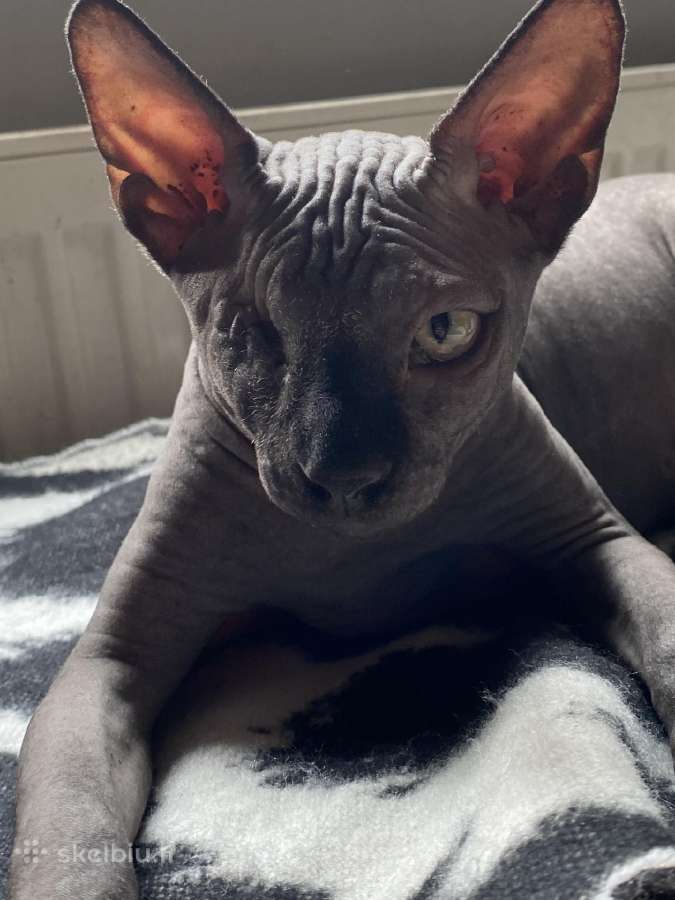 Sfinksas - Skelbiu.lt