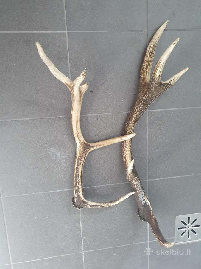 Elnio ragai - Skelbiu.lt